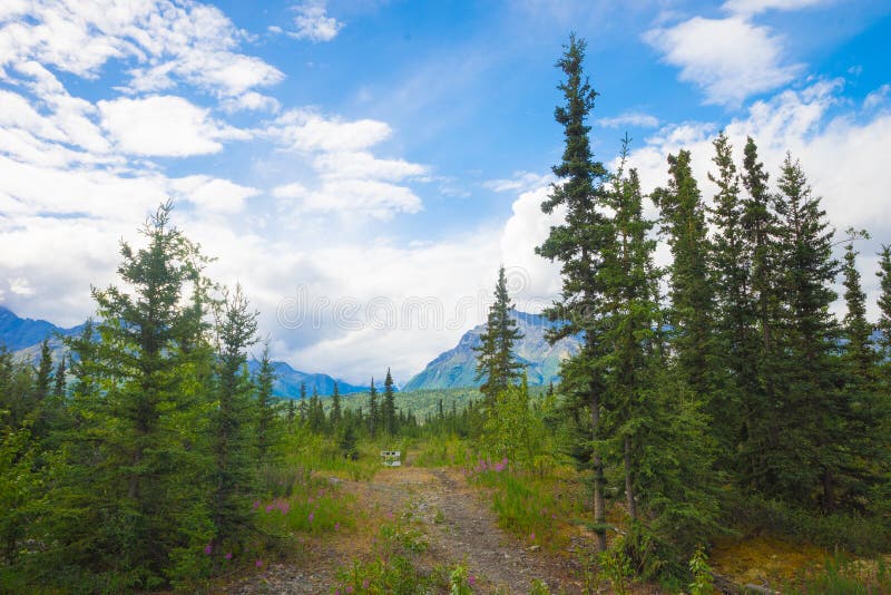 Gravel Path in Alaska Wilderness Stock Photo - Image of backwoods ...