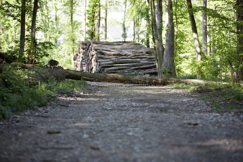Gravel Path Forest Blocked Fallen Tree Stock Photos - Free & Royalty ...