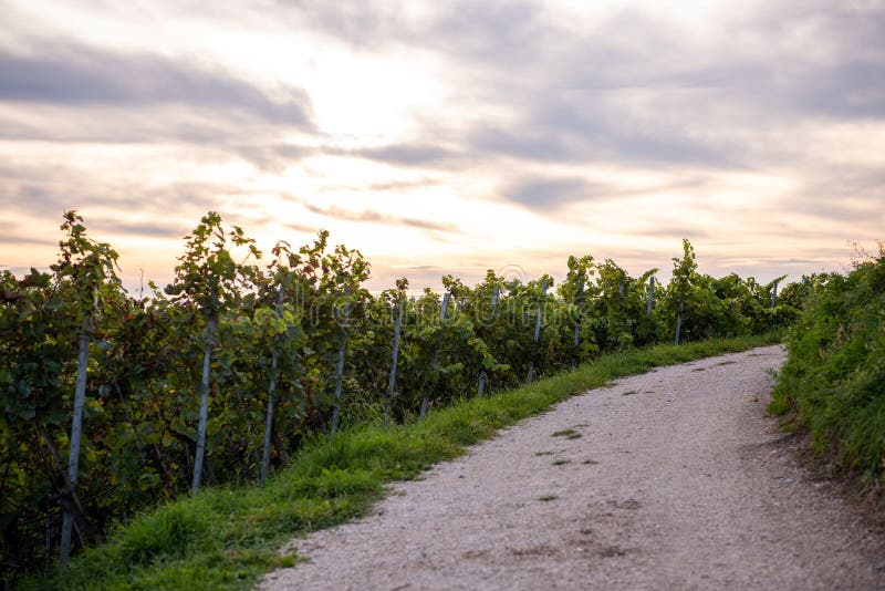 Gravel Path through German Vineyard in Sunset Stock Image - Image of ...