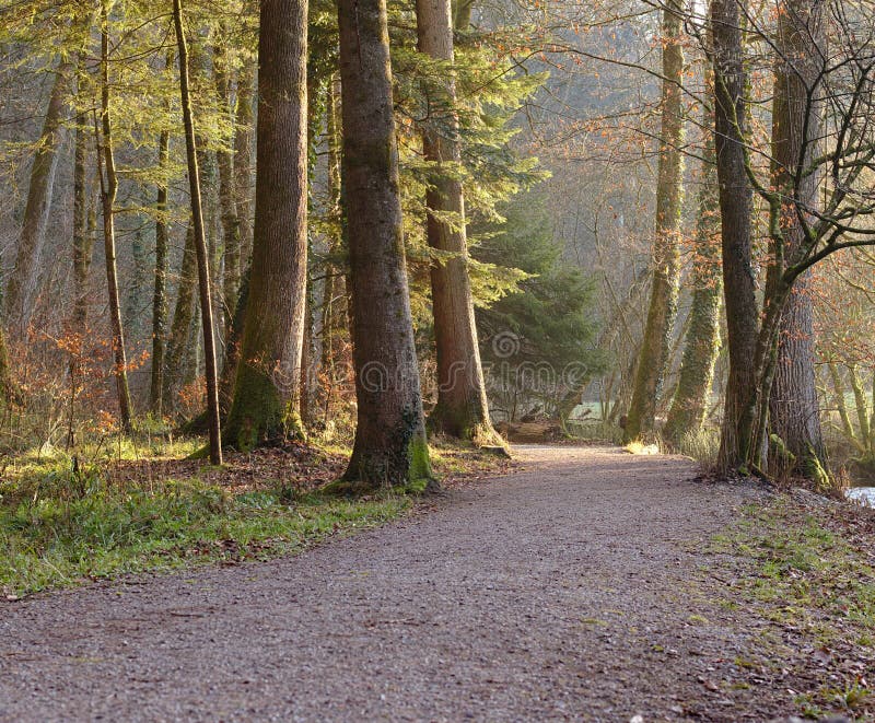 Gravel Path with Golden Sunset Light in Forest Stock Image - Image of ...