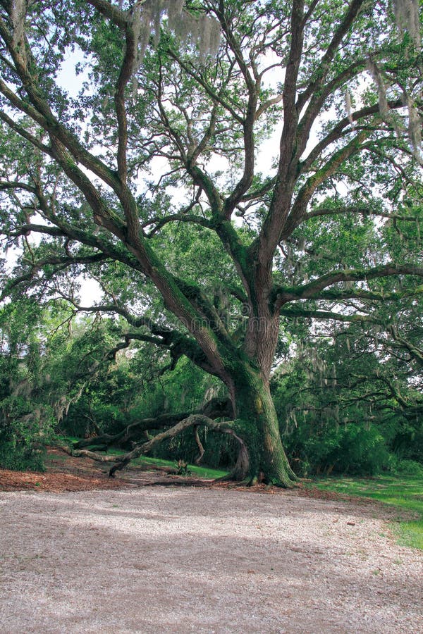 Path Leading To Oak Tree stock image. Image of green - 218182469