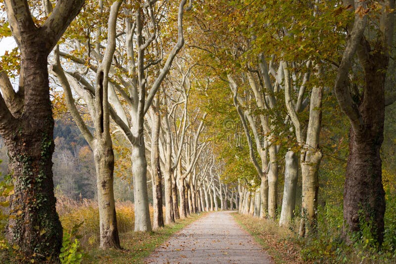 A Tree Lined Gravel Path With Autumn Colors Stock Photo - Image of path ...