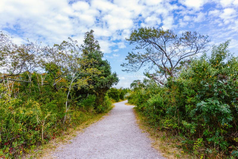 Gravel Path in the Park Surrounded by Green Bushes and Leafy Trees ...