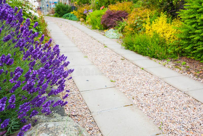 A Gravel Pathway between Formal Beds of Lavender Stock Image - Image of ...