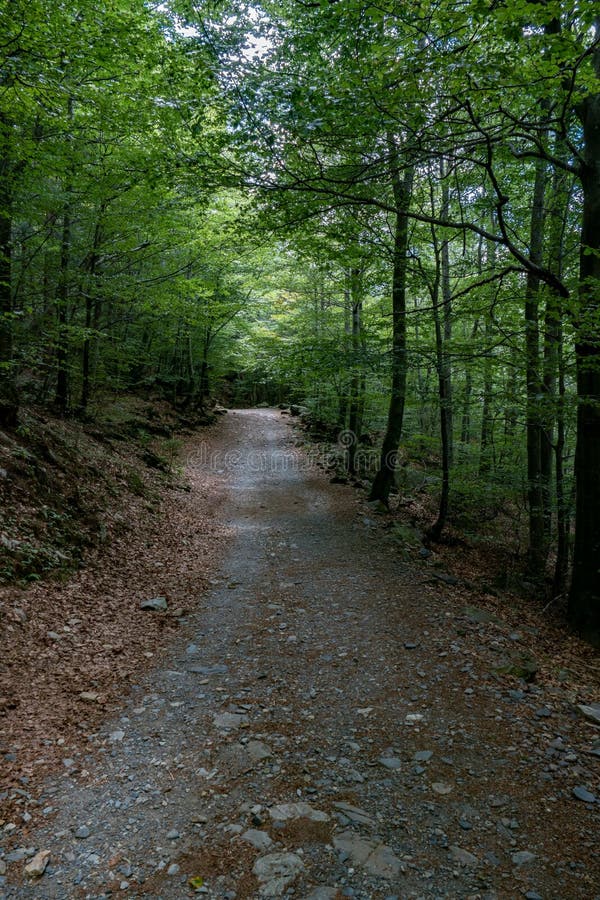 Gravel Pathway between Green Trees in a Forest Stock Image - Image of ...