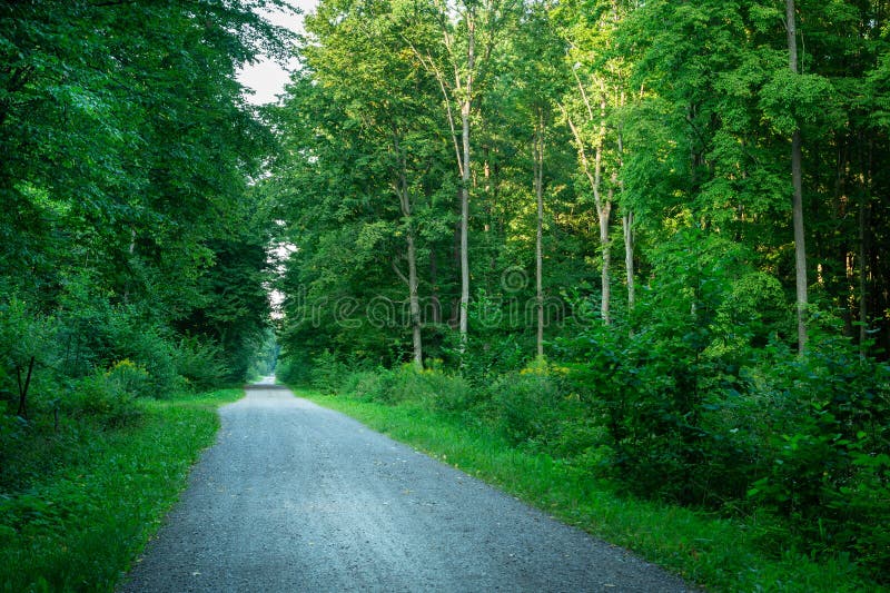A Gravel Road through a Dense Green Forest Stock Photo - Image of light ...