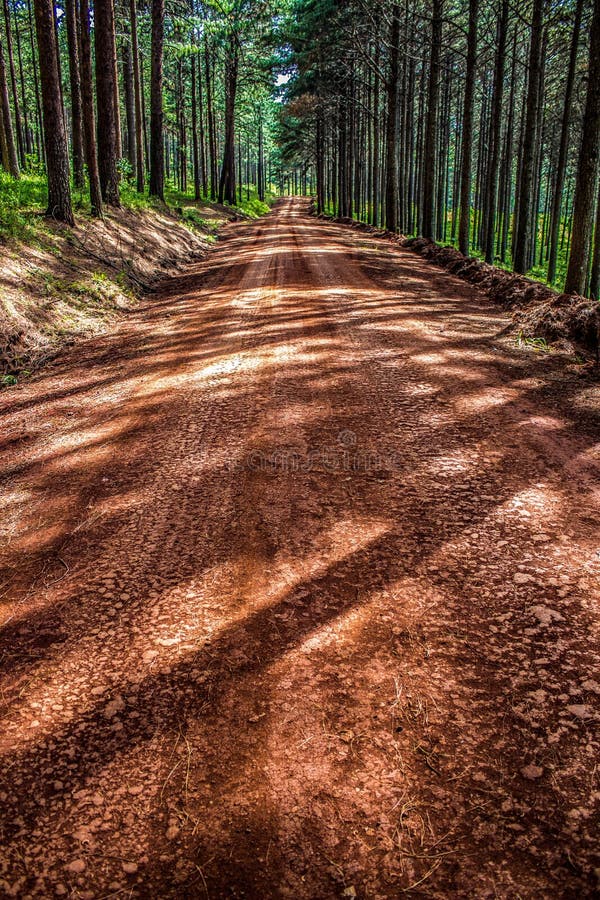 Gravel road in a forrest stock image. Image of nature - 179229123