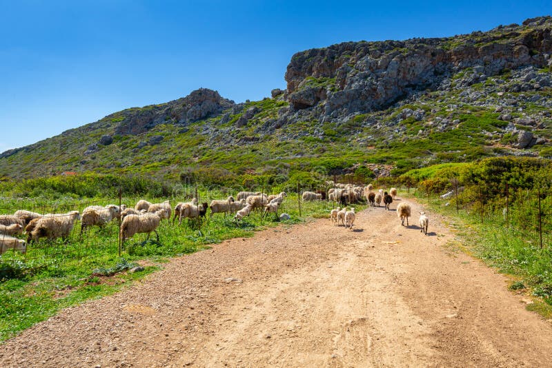 Gravel Road and a Herd of Sheep in Crete, Greece Stock Image - Image of ...