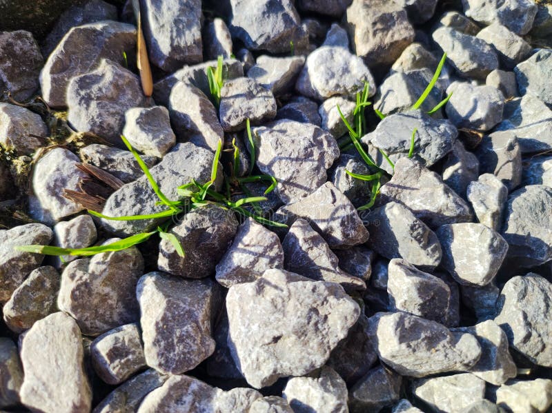 Gravel Road Texture. Small Rock with Grass Abstract Stock Image - Image ...