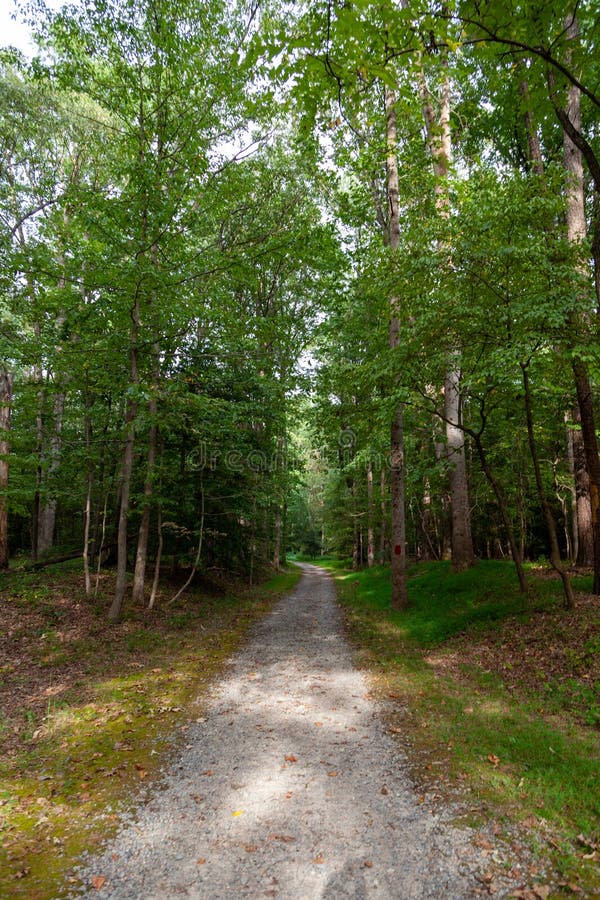 A Gravel Trail Leading into a Forest. Stock Photo - Image of leafy ...