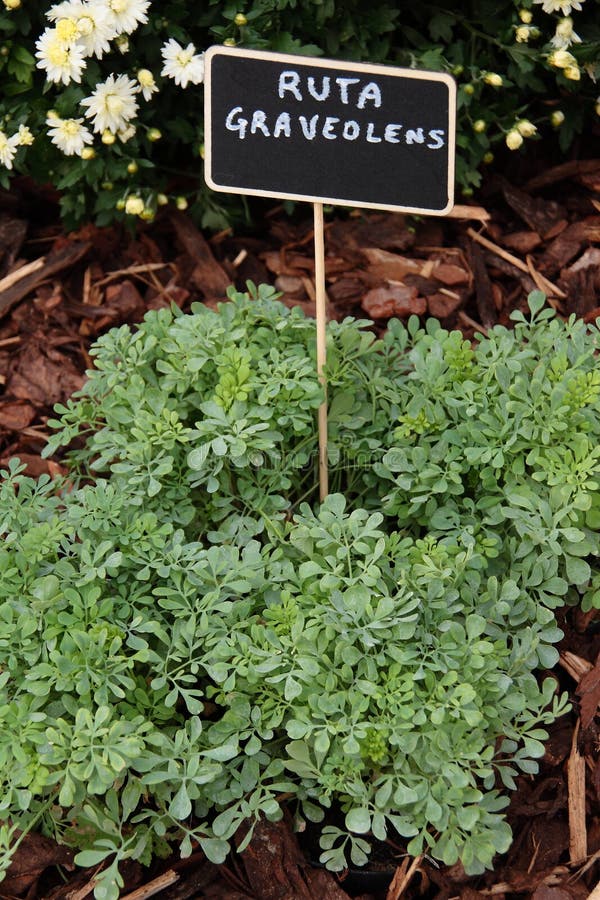 Flores Amarillas De La Ruda De Los Graveolens Comunes Del Ruta Sobre ...