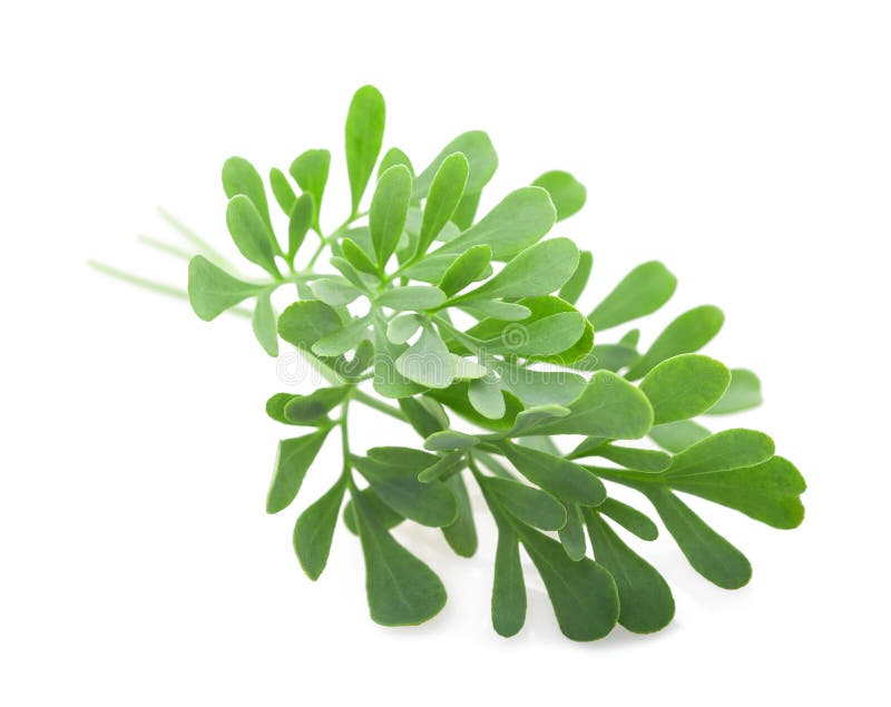 Rama De La Ruda Aislada En Blanco Fotos De Stock - Descarga 7 Fotos ...