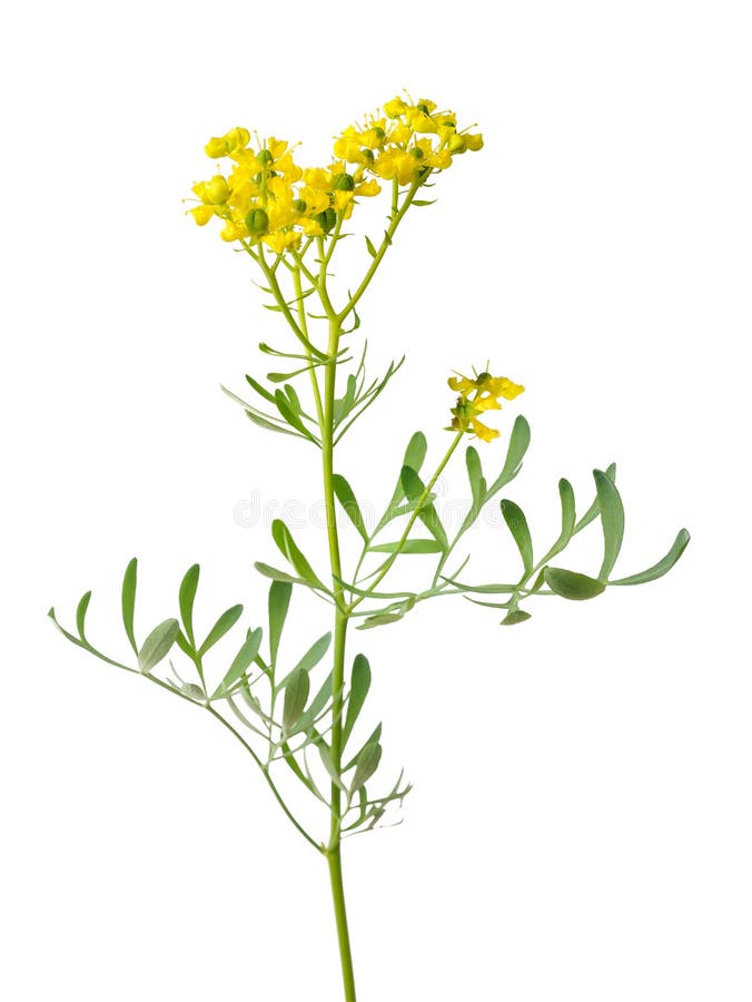 Graveolens Del Ruta De La Hierba-de-tolerancia, O Ruda Común, Planta ...