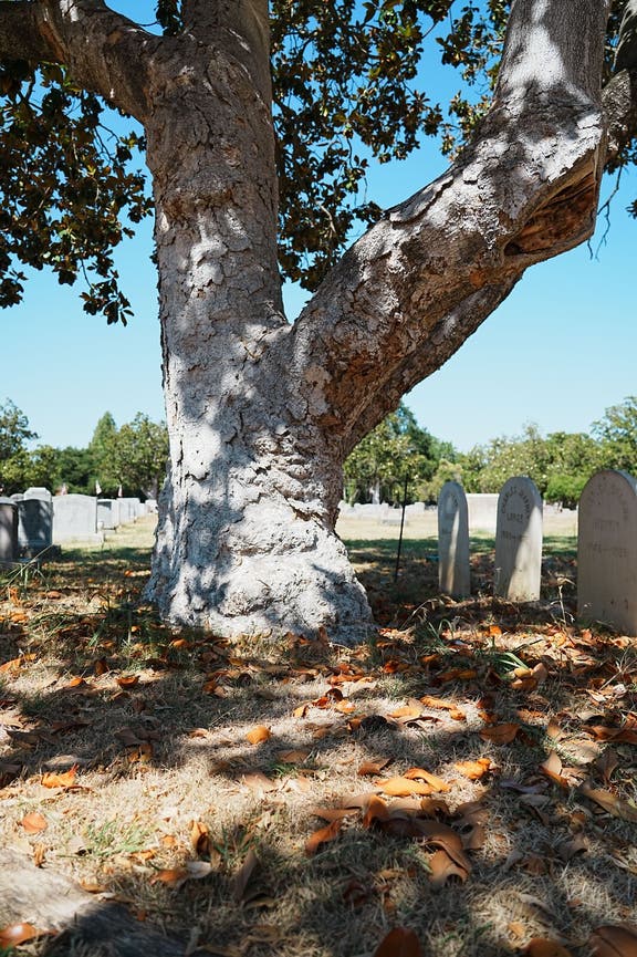 Gravestones Under a Large Tree Stock Image - Image of cemetery ...