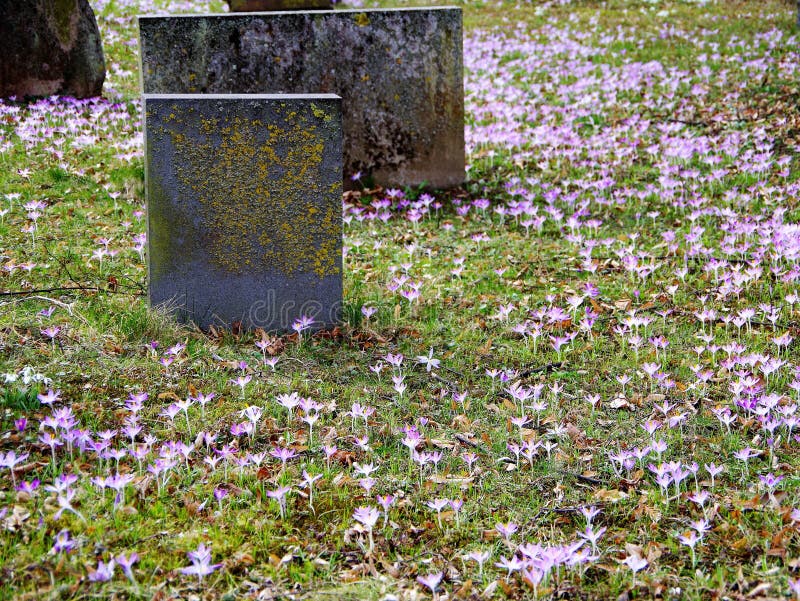Graveyard with Old Gravestones and Blooming Blue Crocuses Stock Photo ...