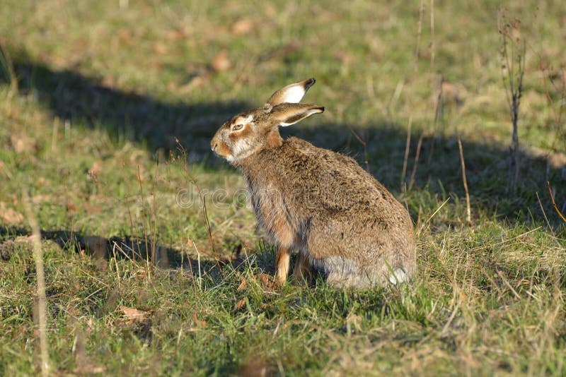 The Hare Sits on an Autumn Meadow Stock Image - Image of autumn ...