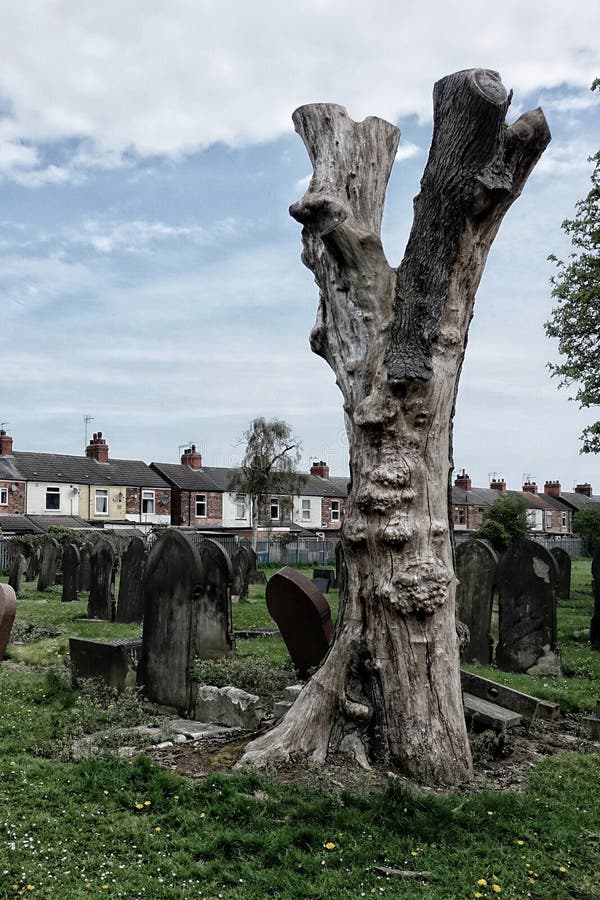 Graveyard Tree stock image. Image of gothic, headstones - 245754179
