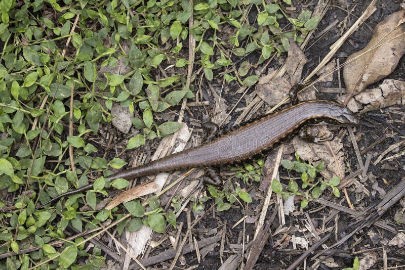 Gravid Eastern Water Skink stock photo. Image of skink - 205378870