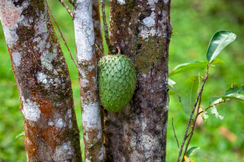 Graviola Fruit on the Tree, Annona Muricata Stock Photo - Image of ...