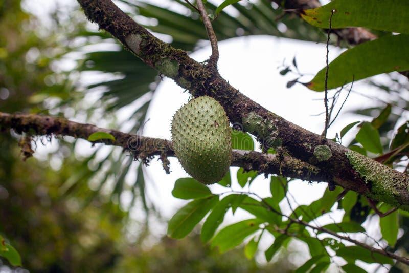 Graviola Fruit on the Tree, Annona Muricata Stock Photo - Image of sour ...