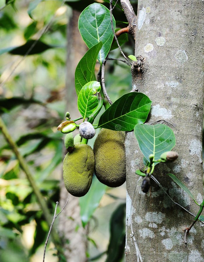 Graviola Growing on the Tree in Sri Lanka Stock Image - Image of wild ...
