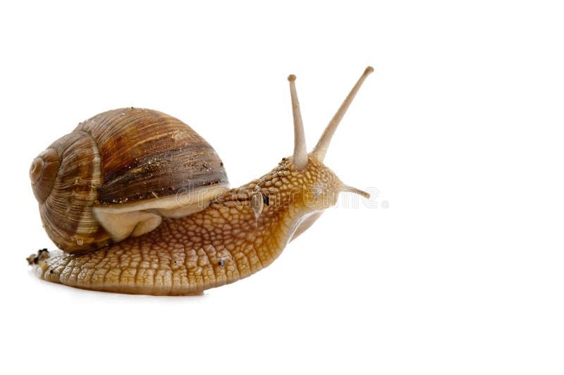 Slow snail stock photo. Image of progress, metaphor, snail - 26202604