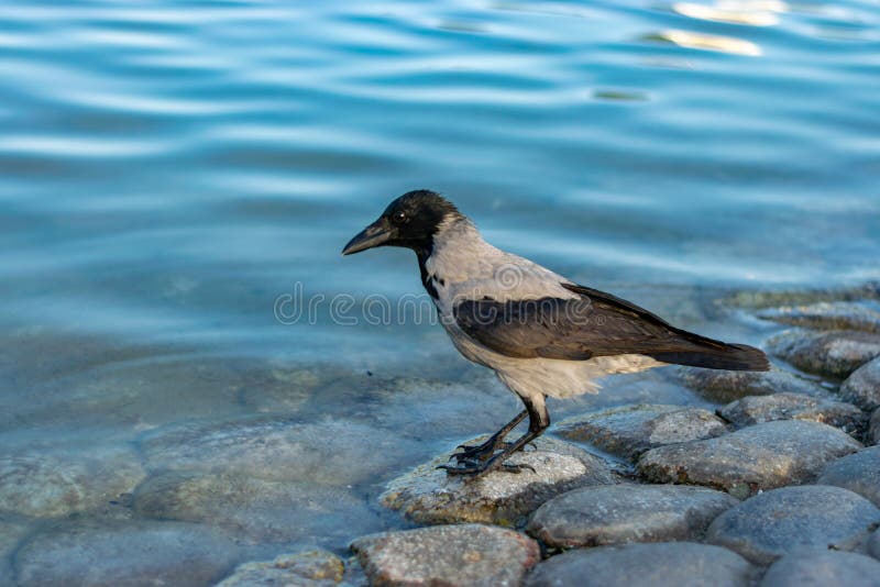Crow Drinks Water from a Puddle Stock Photo - Image of raven, nature ...