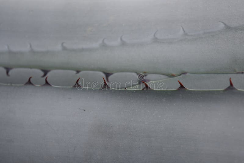 Gray Agave Thorns and Leafs Stock Photo - Image of agave, imprint ...