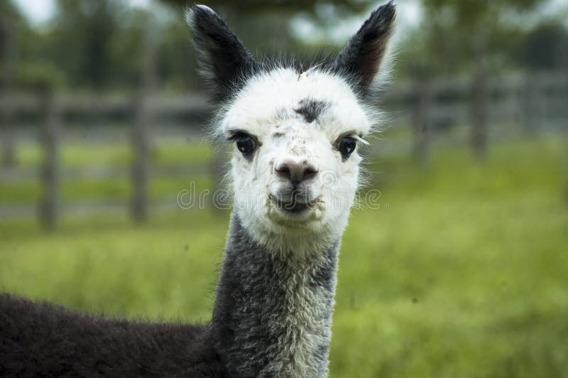Gray alpaca closeup stock image. Image of baby, farmland - 153992115