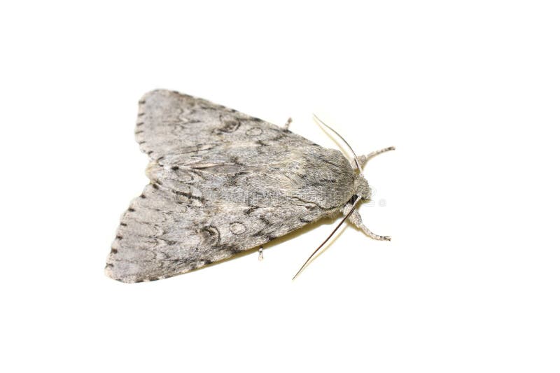 Gray American Dagger Moth on White Stock Image - Image of butterfly ...