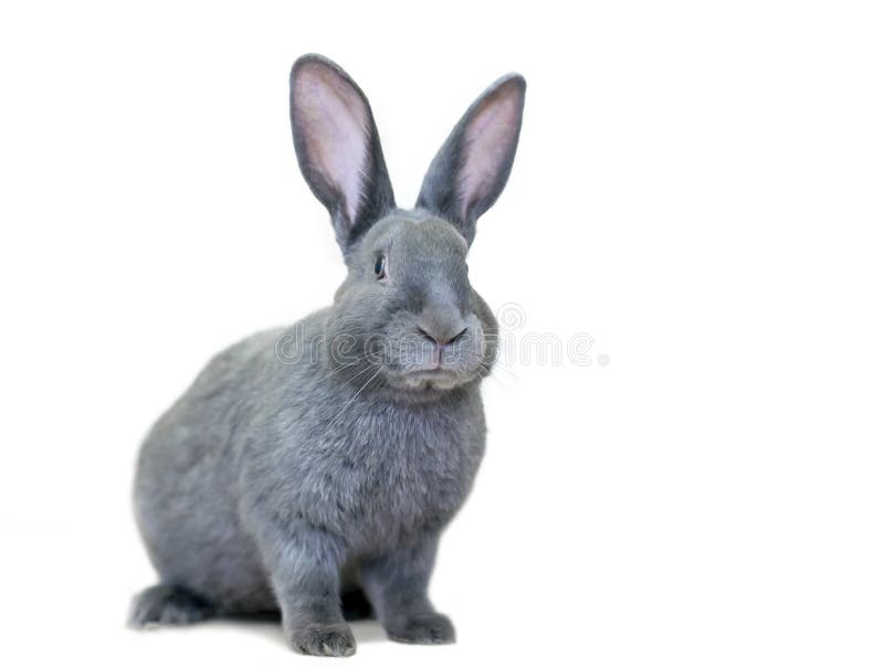 A Gray American Rabbit with Large Ears Stock Photo - Image of gray ...