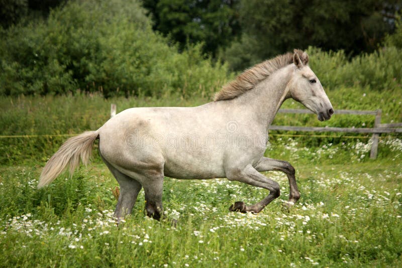 Gray Andalusian Horse Galloping at Flower Field Stock Image - Image of ...