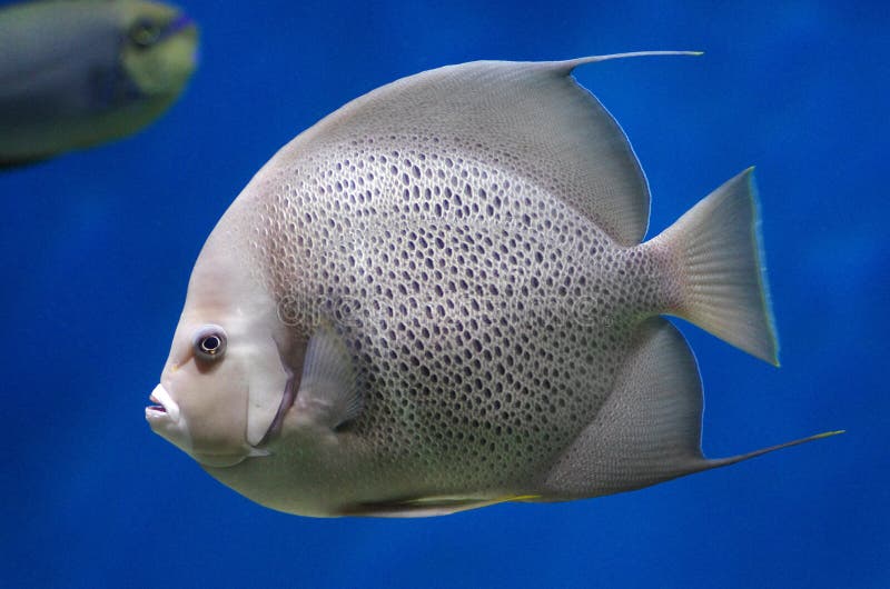 The Gray Angelfish, Pomacanthus Arcuatus, Grey Angelfish or Black ...