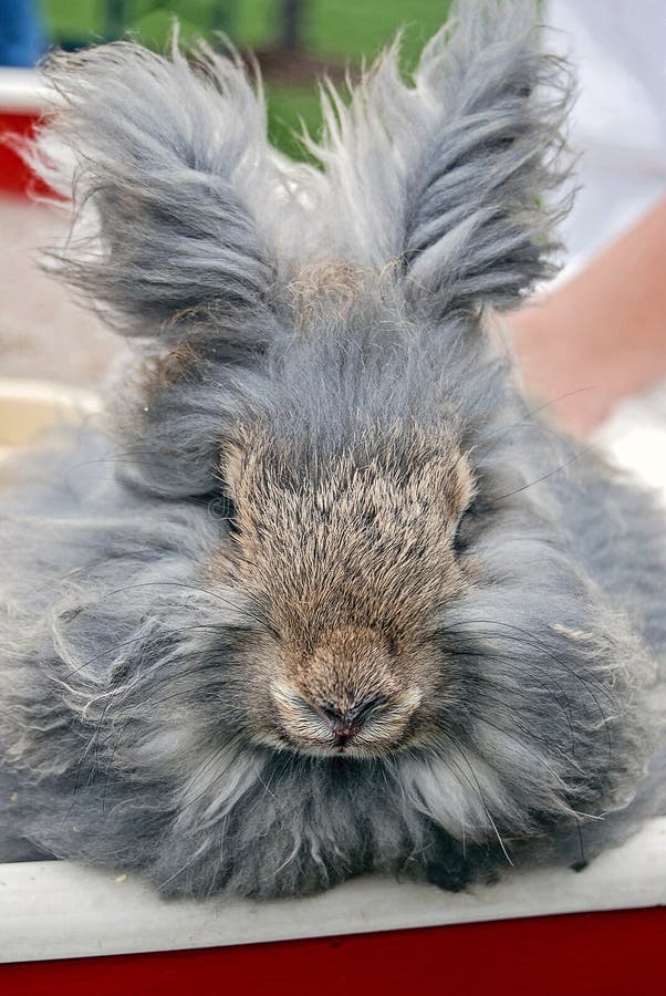 Fluffy angora rabbit stock image. Image of bunny, hare - 28020885