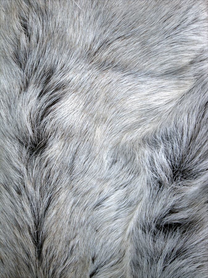 Gray animal fur stock image. Image of clothing, background - 14038315
