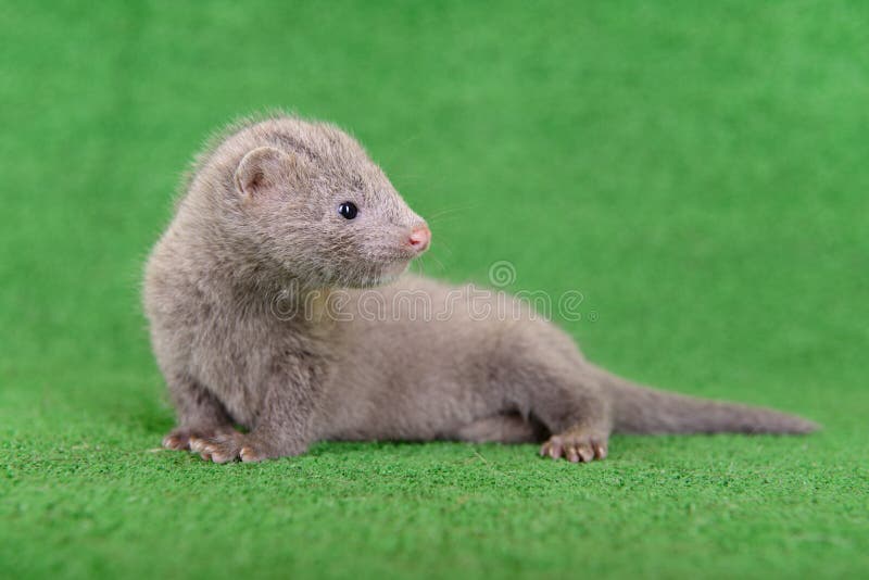 Gray animal mink stock image. Image of beast, rodent - 31815885
