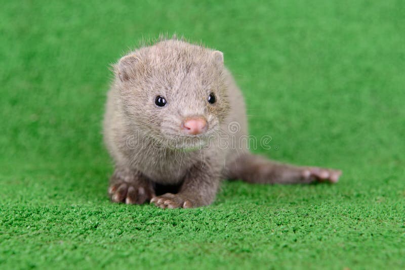 Gray animal mink stock image. Image of fangs, fluffy - 32009069