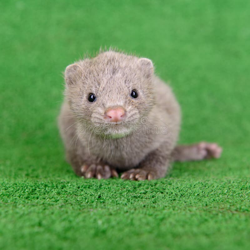 Gray animal mink stock image. Image of beast, rodent - 31815885