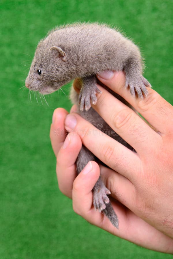 Gray animal mink stock image. Image of puppy, funny, ferret - 31815997