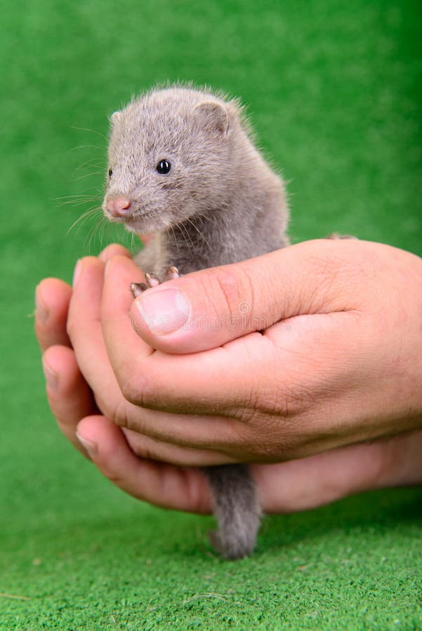 Gray animal fur stock image. Image of clothing, background - 14038315