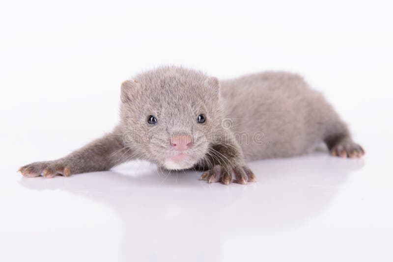 Gray animal mink stock photo. Image of funny, isolated - 31816110