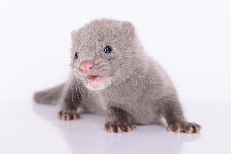 Gray animal mink stock photo. Image of fluffy, predator - 31816132