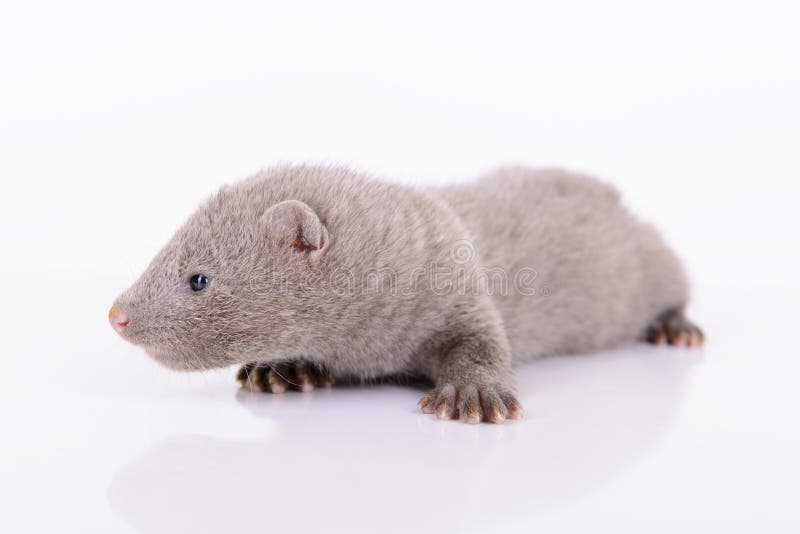 Gray animal mink stock image. Image of beast, rodent - 31815885