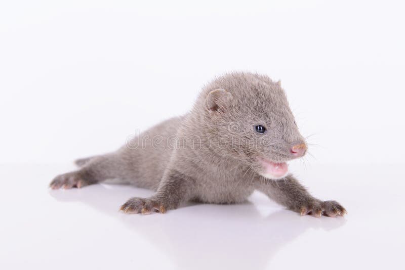 564 Mink Weasel Stock Photos - Free & Royalty-Free Stock Photos from ...