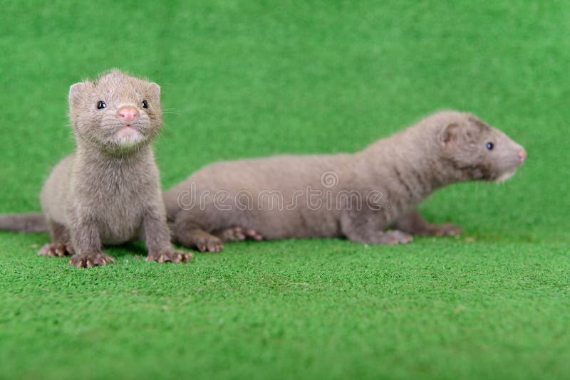 Gray Animals Mink Stock Photo - Image: 31815760