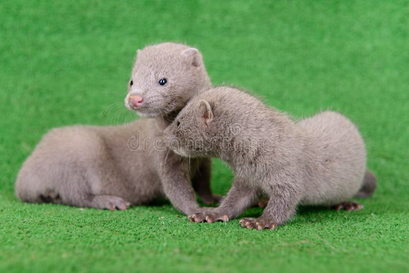 Gray animals mink stock photo. Image of polecat, animals - 31815978
