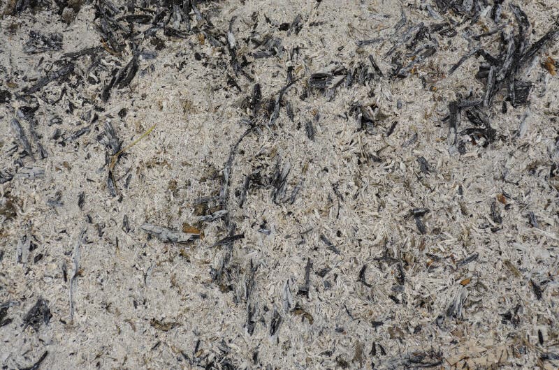 Ash from a Campfire Natural Background Texture. Close-up of Gray Ash ...
