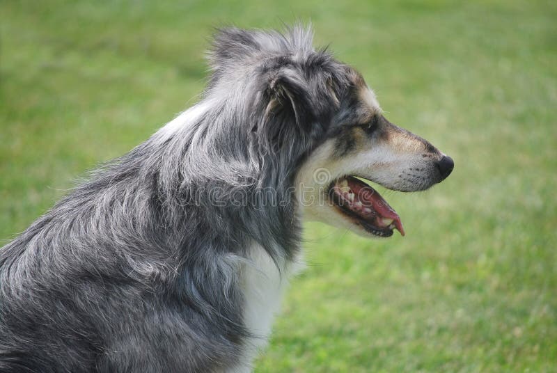 278 Gray Australian Shepherd Sitting Stock Photos - Free & Royalty-Free ...