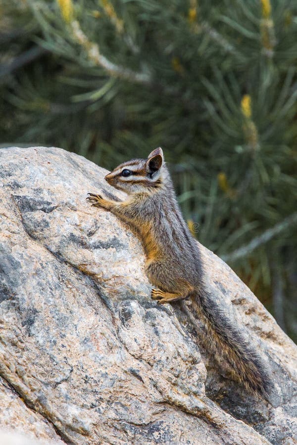 Cliff Chipmunk stock image. Image of backed, nevada, rodent - 53882029