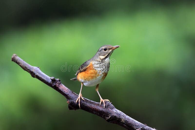 Gray-backed Thrush, Turdus Hortulorum Stock Image - Image of black ...